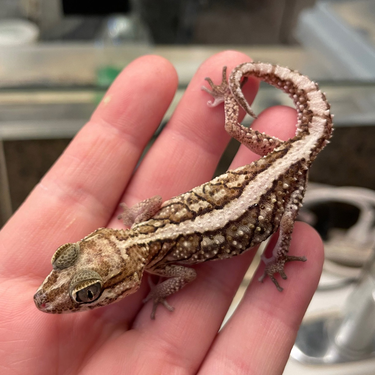 Our Animals – Pictusgecko.com