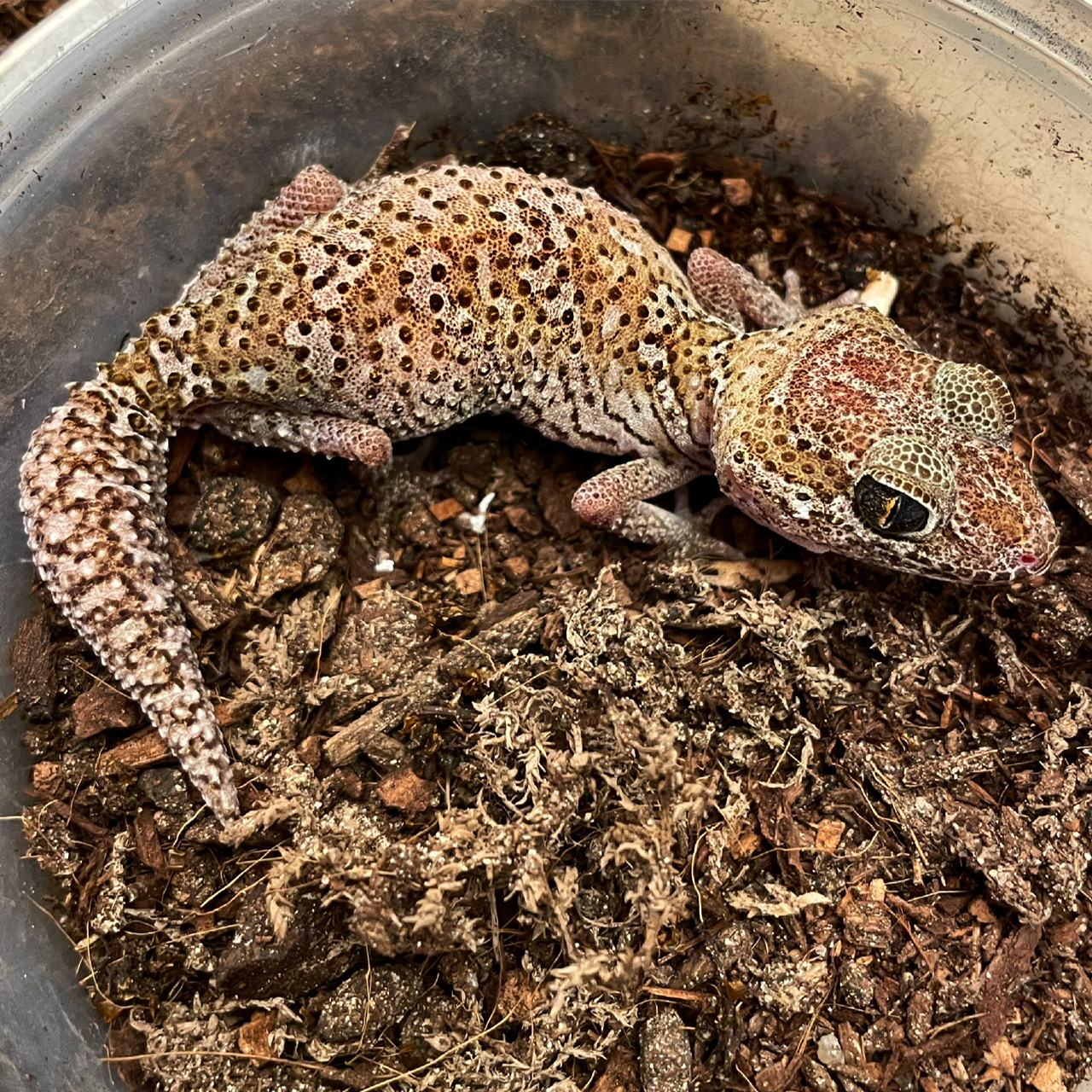 Our Animals – Pictusgecko.com