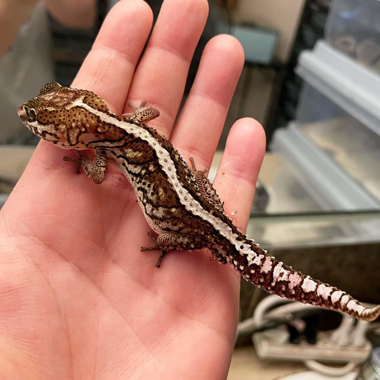 Our Animals – Pictusgecko.com
